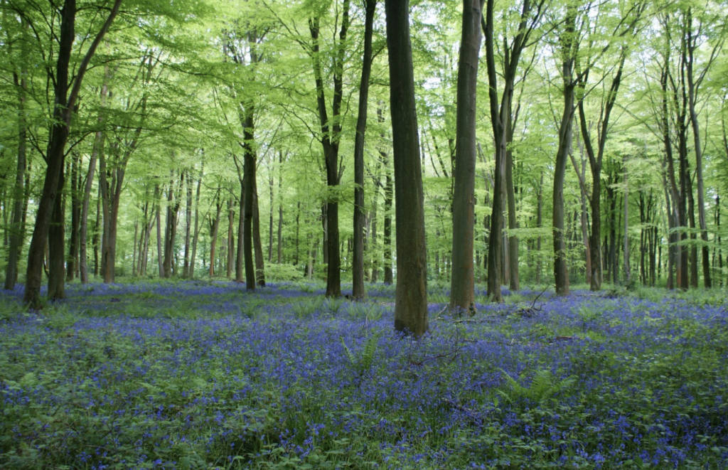 aat: Tree Planting - AAT Events